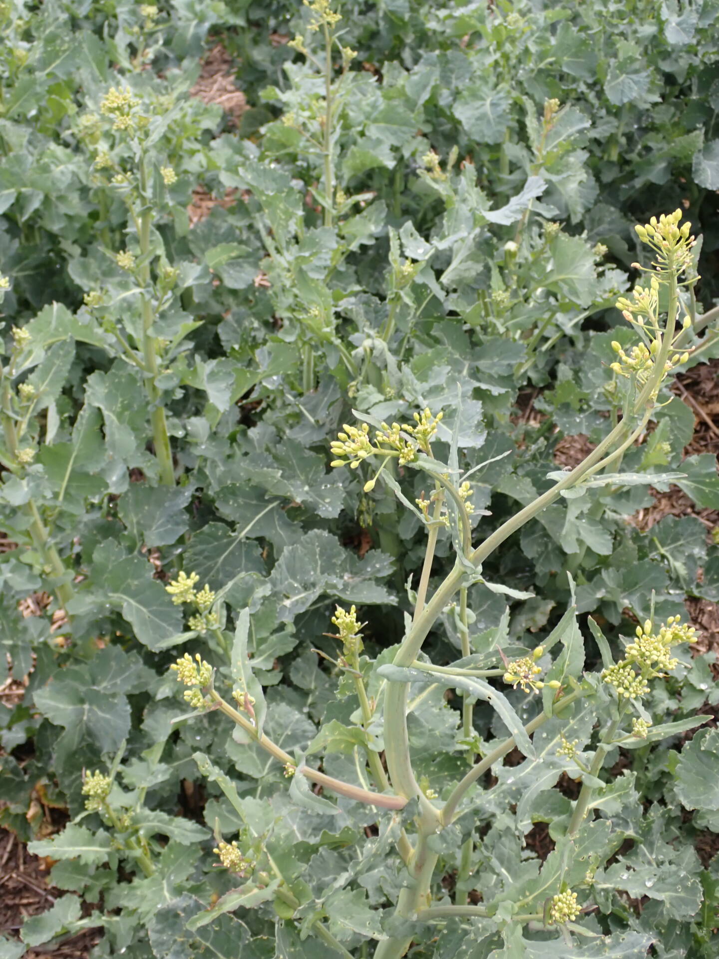 Most időszerű a fénybogarak elleni védekezés a repcében
