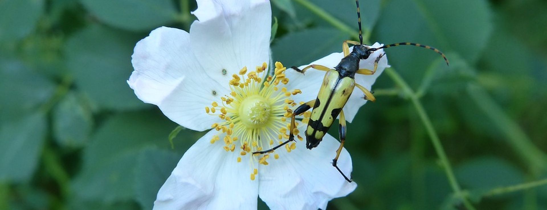 Ismerjük fel a beporzó rovarokat a kertünkben! - A bogarak
