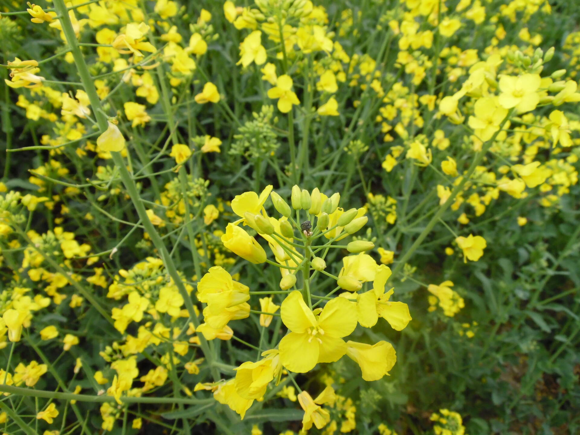 Élettani problémák a repcében