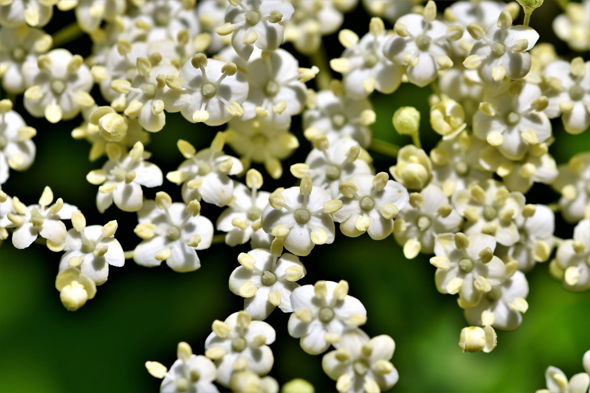 A fajtaválaszték bővítése terjesztheti ki a bodza piaci lehetőségeit ...