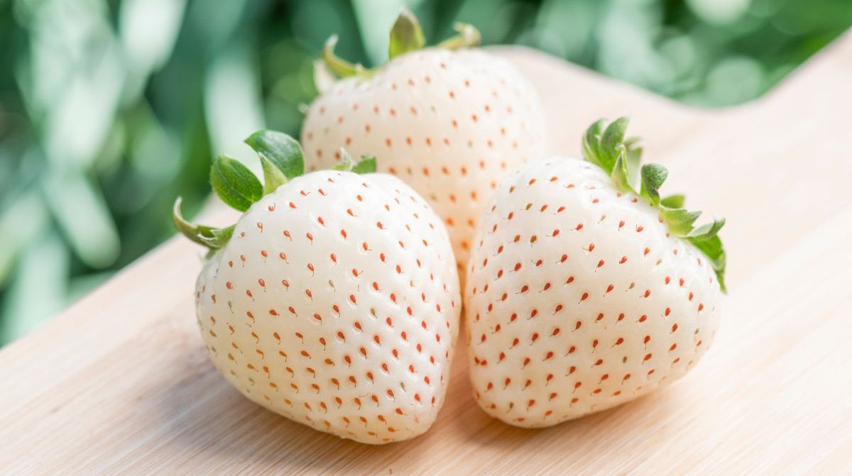 A fehér eper organikus termesztése magasabb bevételt eredményez