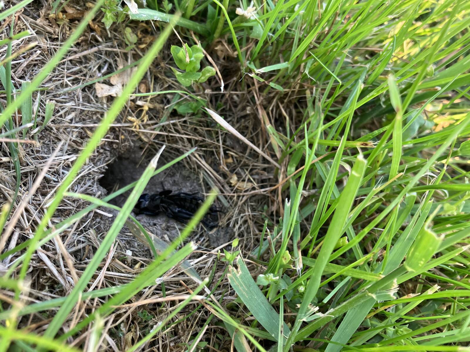 Rengeteg lyuk jelent meg a kertben. Melyik rovar okozhatja?