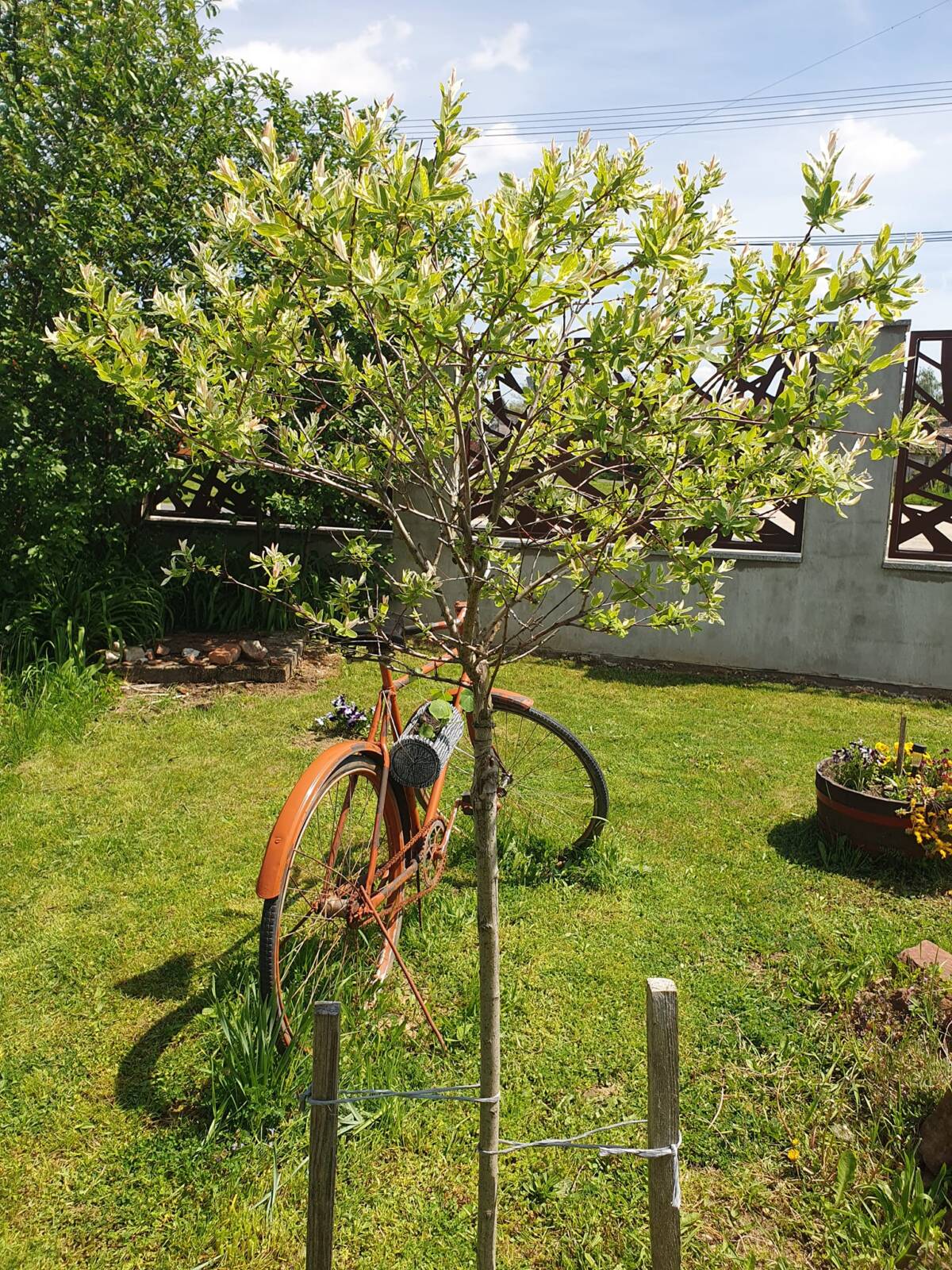 Miért ritka a lombja a japánfűznek?