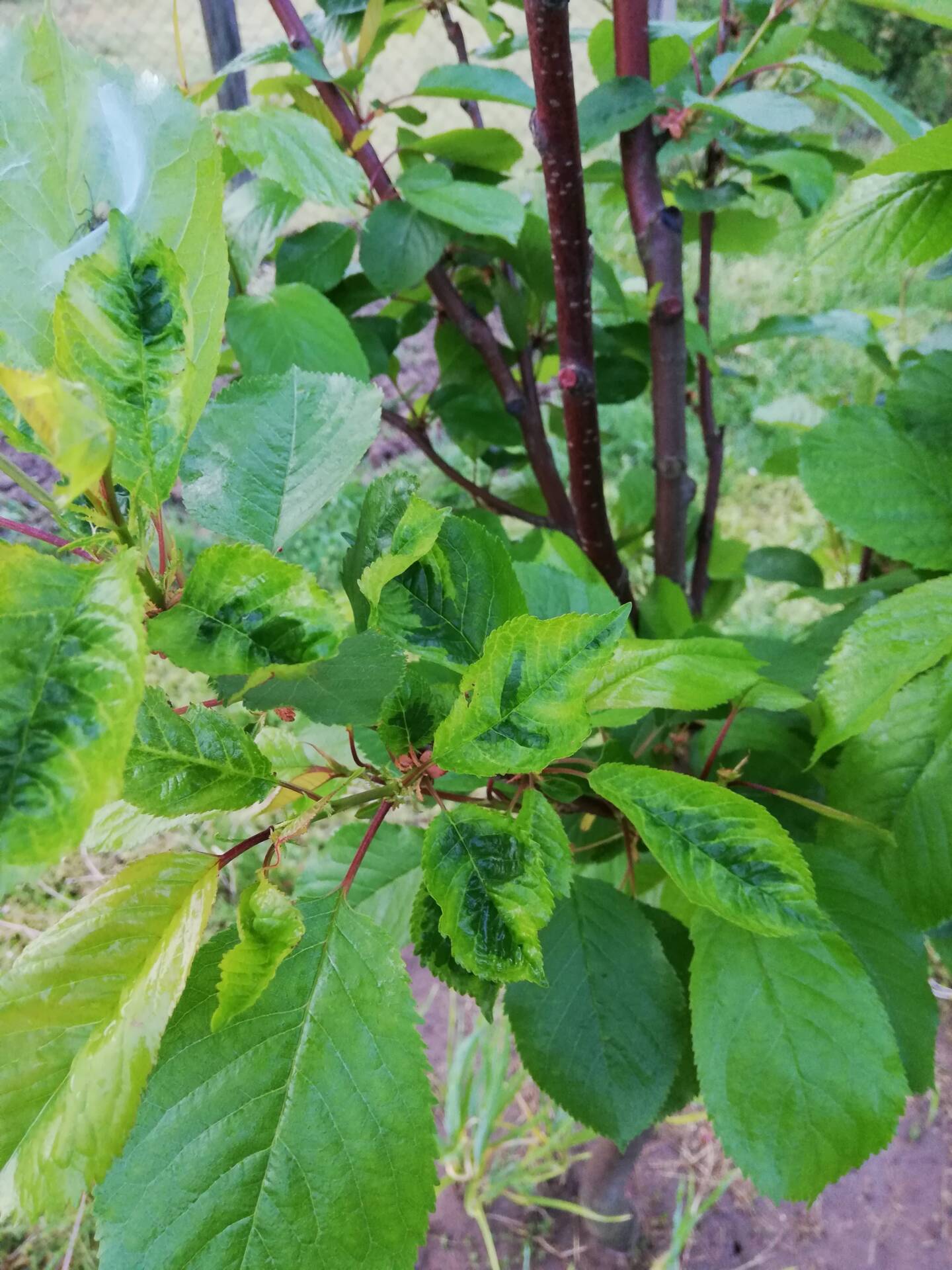 Miért torzultak és színeződtek el a meggyfa levelei?