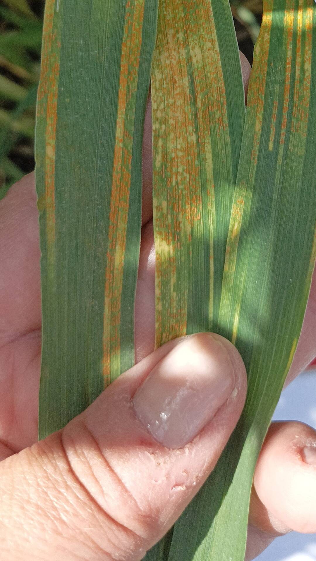 A sárga rozsda idei fellépéséről