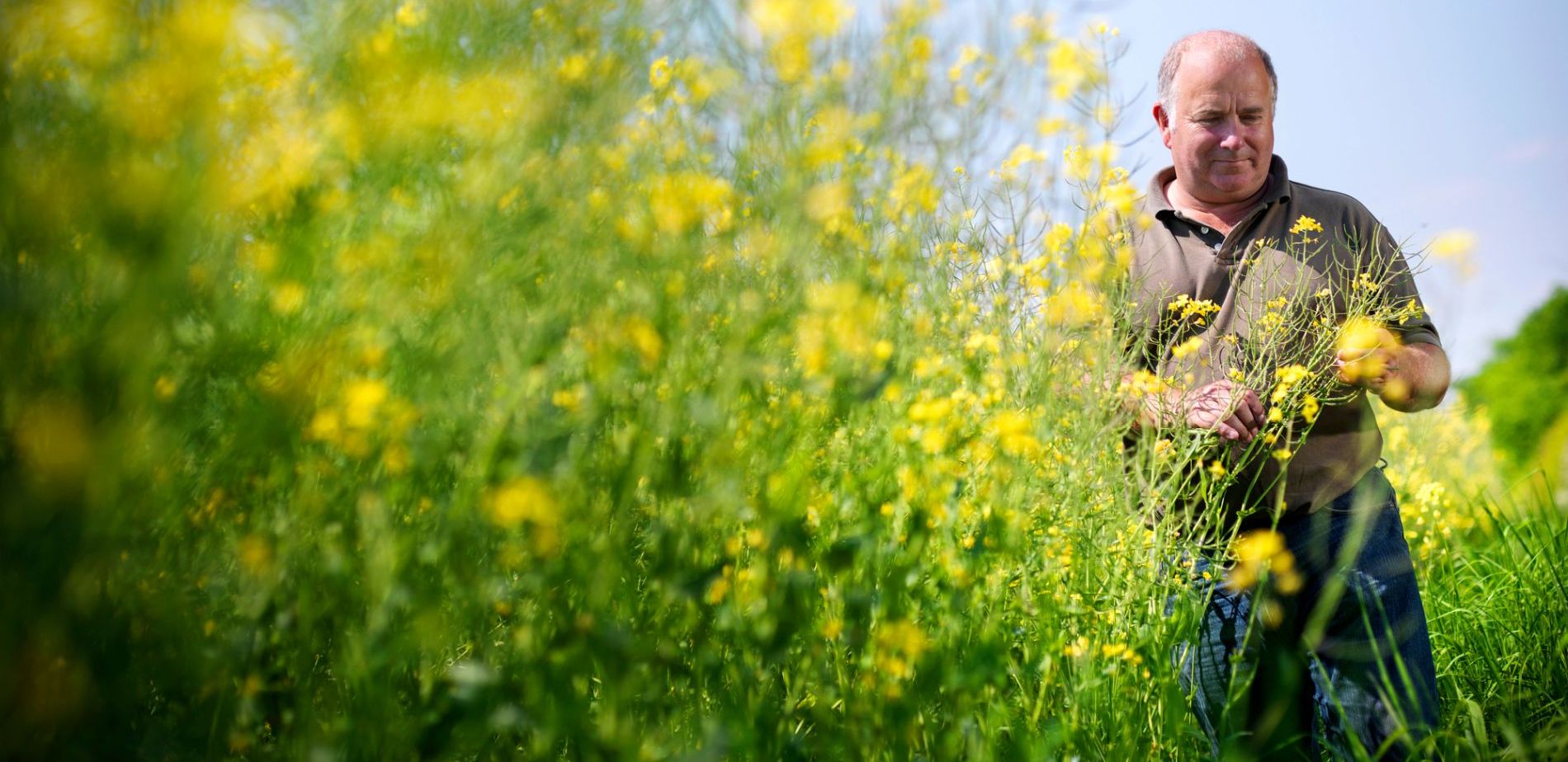 Van jövő a repcetermesztésben! - Agrofórum Online