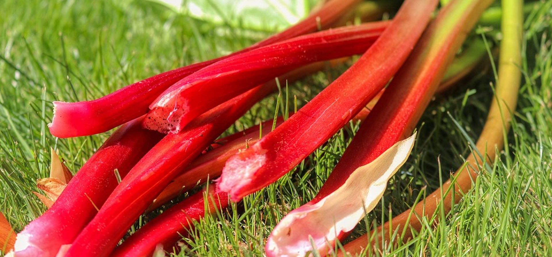 Mikor szüretelhető a rebarbara?