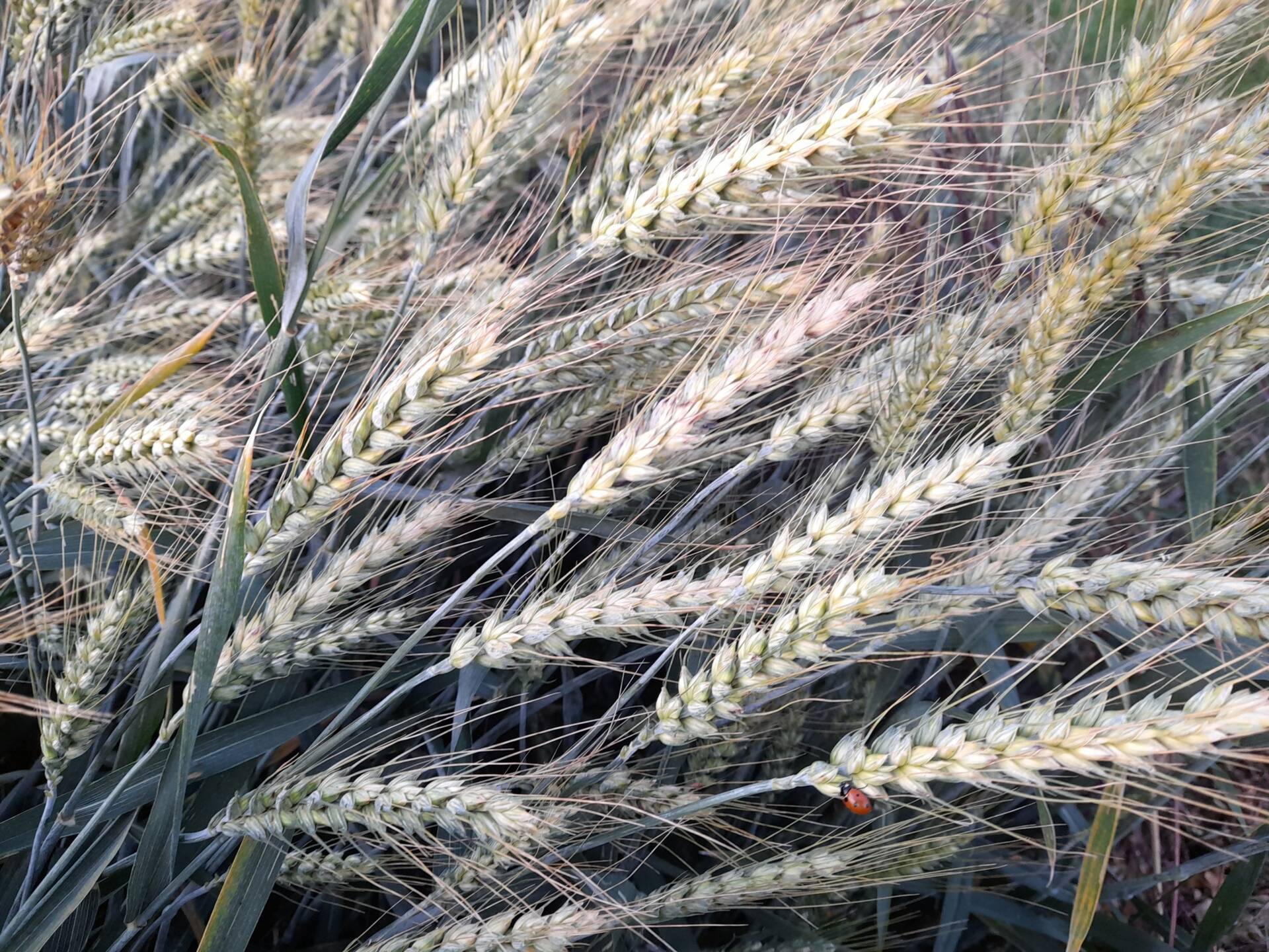 Emelkedett az Oroszországból exportált búza ára