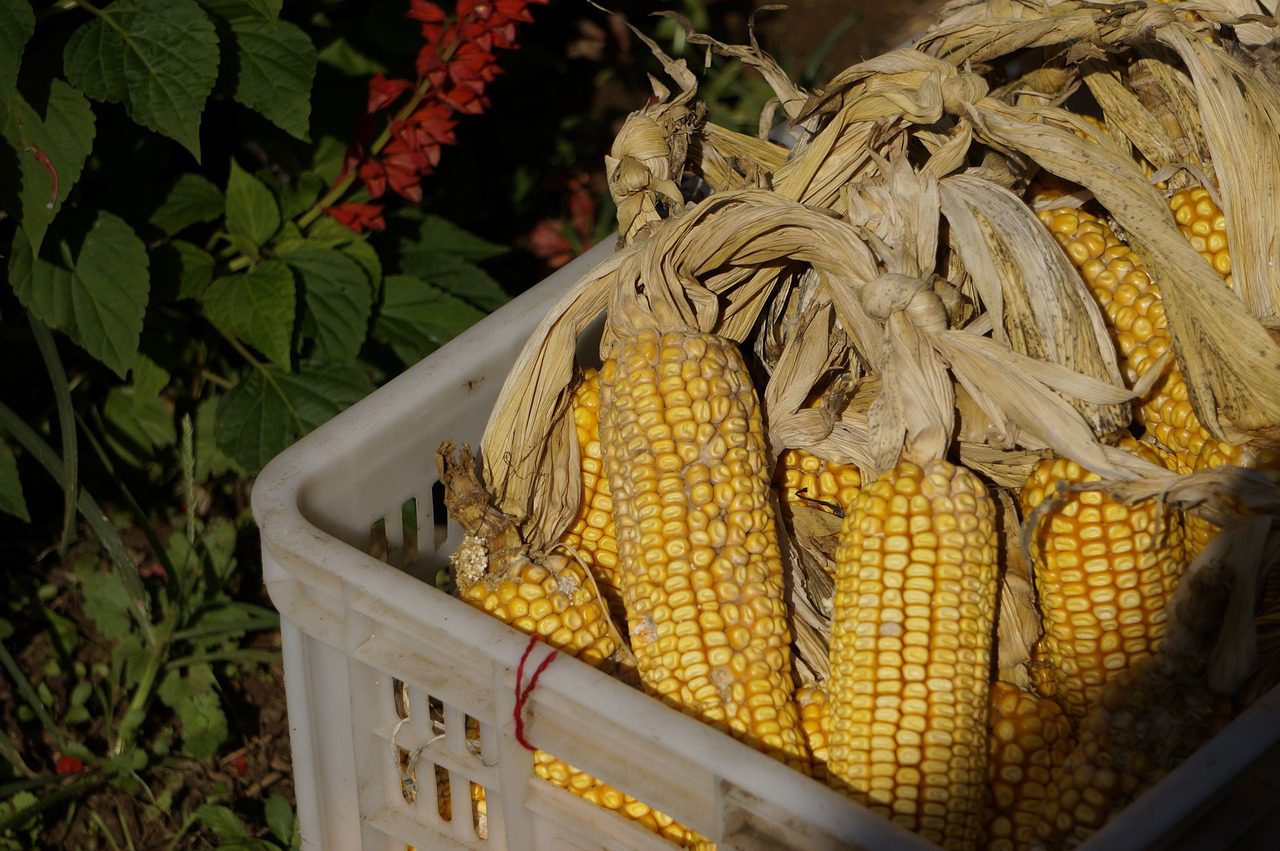 Egyhetes mélyponton a kukorica ára – nemzeti AGRO