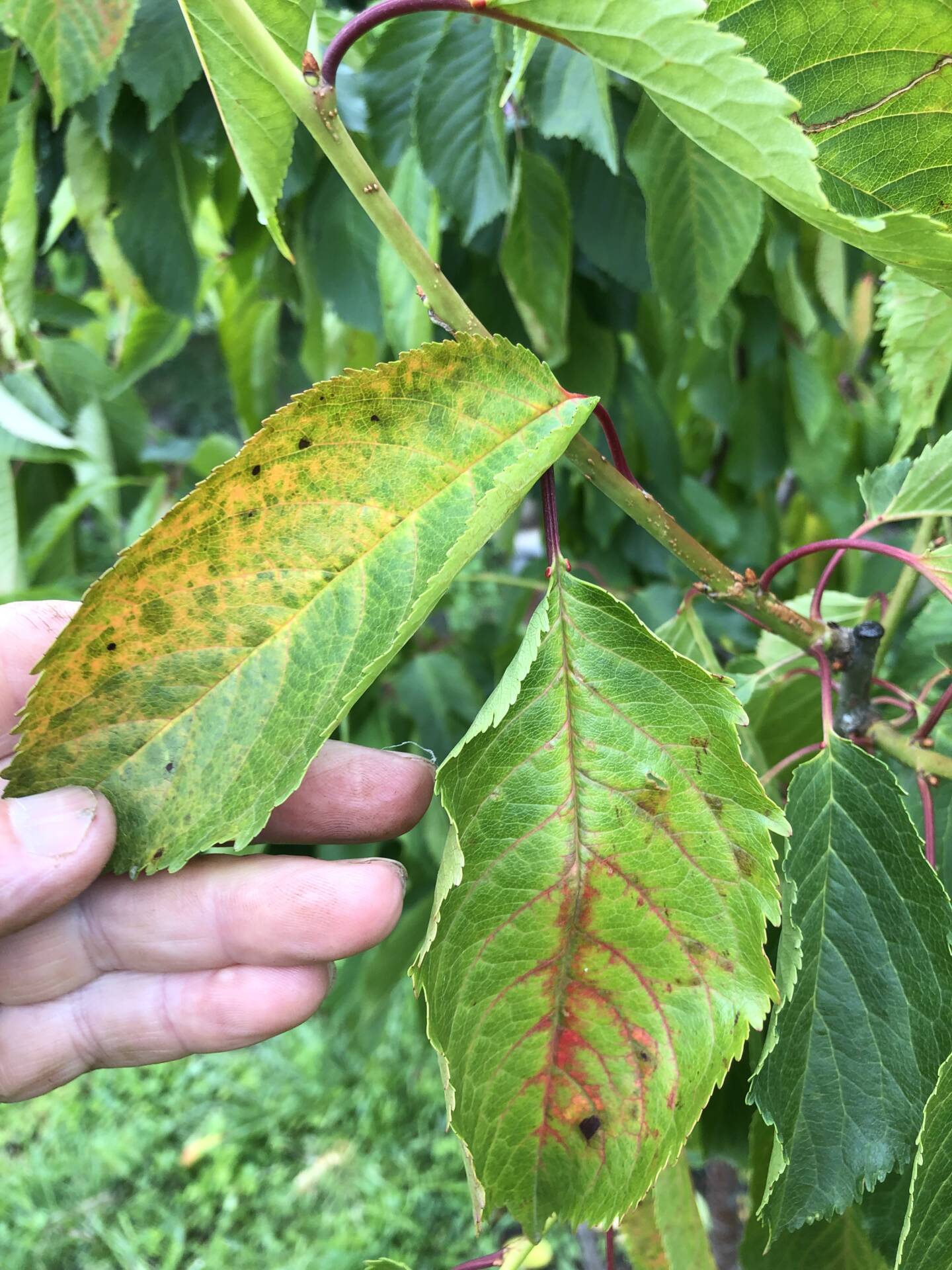 Mi okozhatja a meggyfa hervadását, száradását?