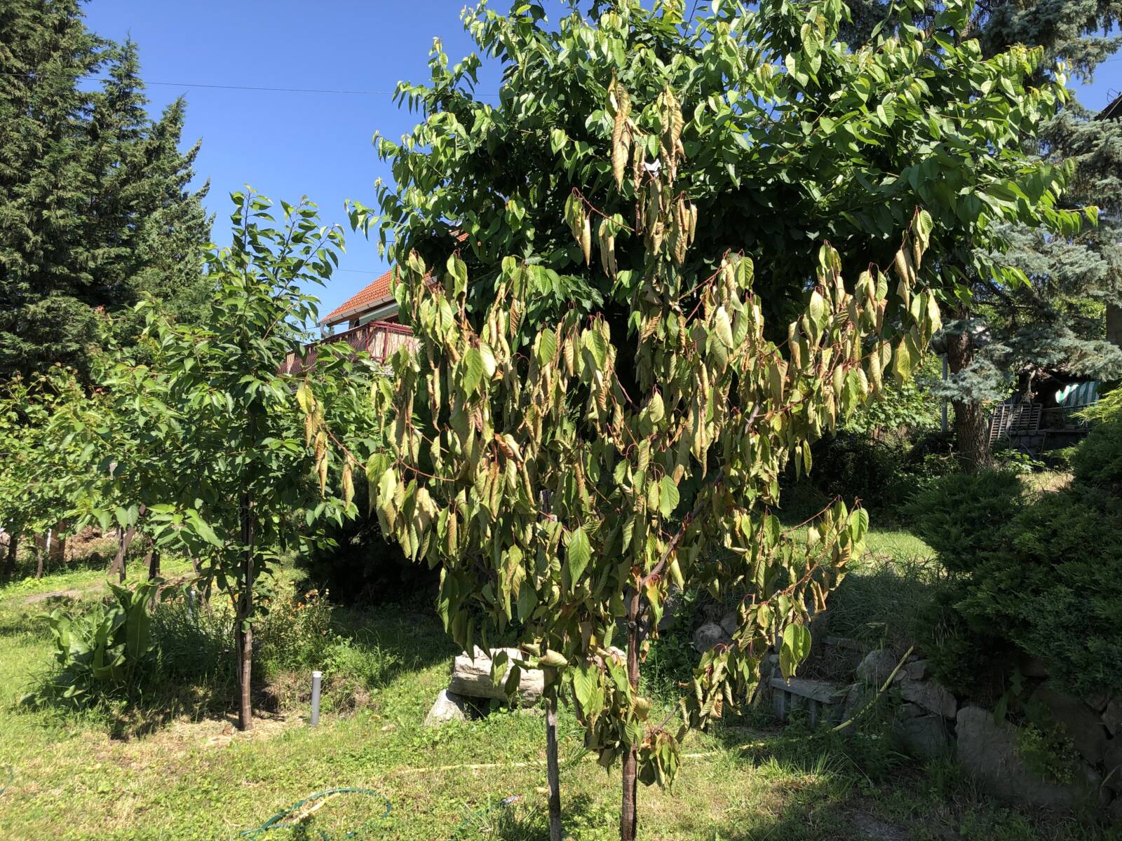 Mi okozhatja a meggyfa hervadását, száradását?