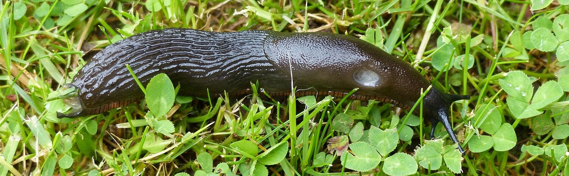 Megmérgezik a csigaölő szerek talajba jutva az édesburgonyát és a ...