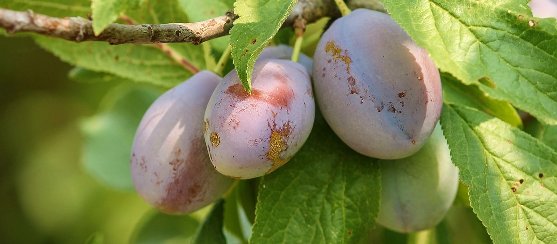 Hogyan lehet kezelni a sárguló levelű szilvafákat?