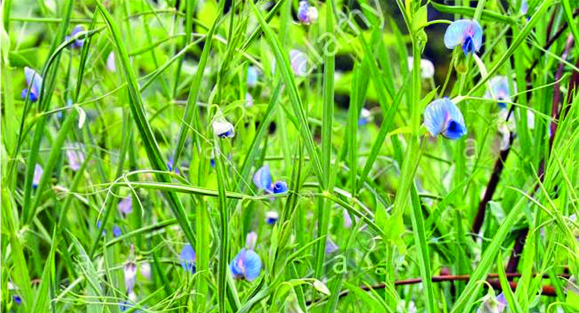 Szegletes lednek szerepe klímaváltozásnál