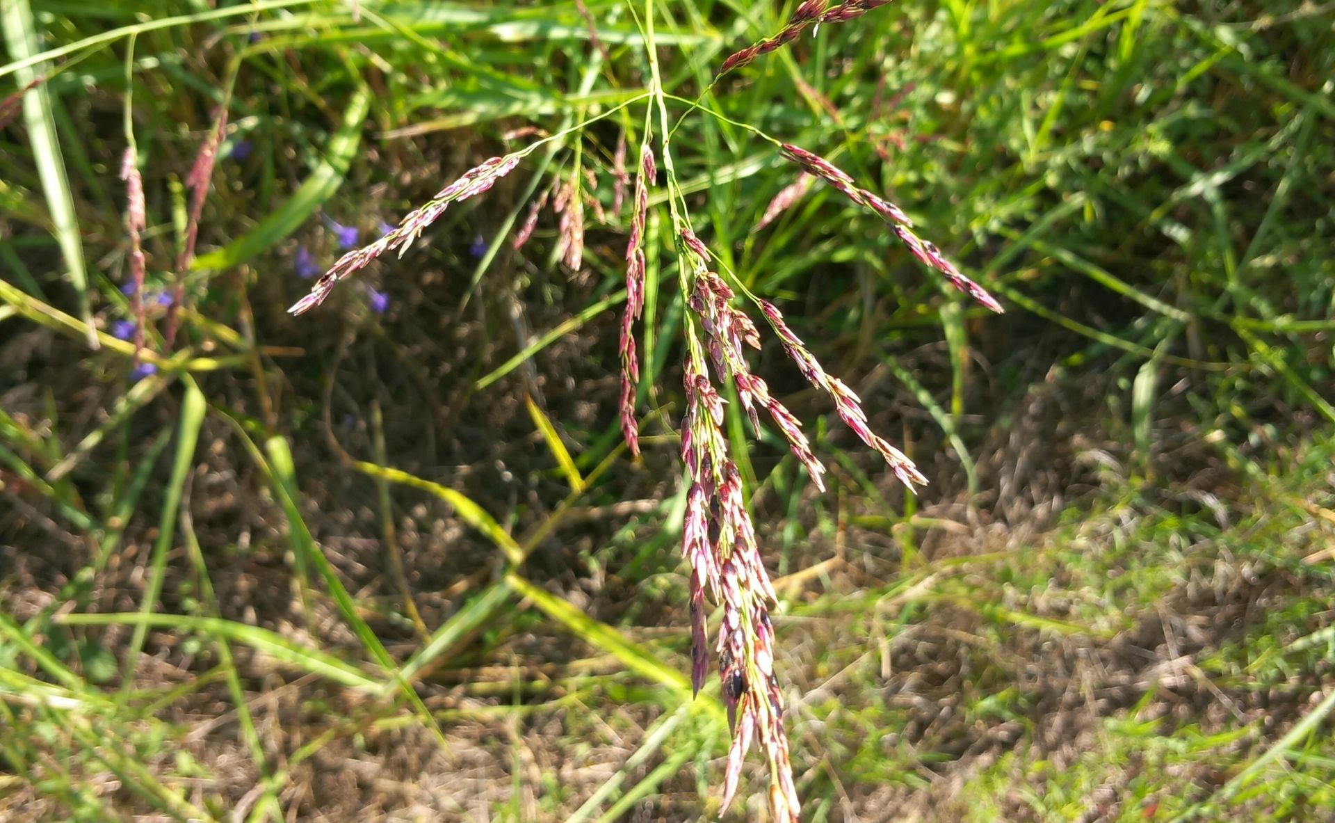 Fenyércirok (Sorghum halepense), mint gyom