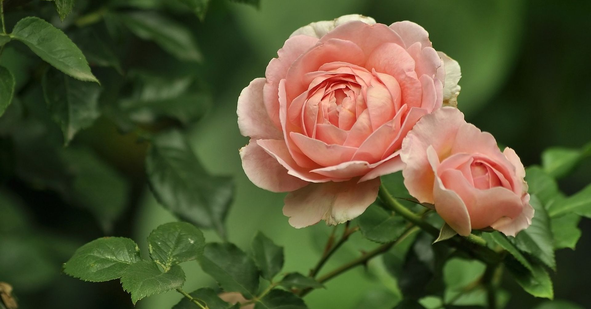 Mivel permetezzem a rózsát a levélfoltok továbbterjedése ellen?