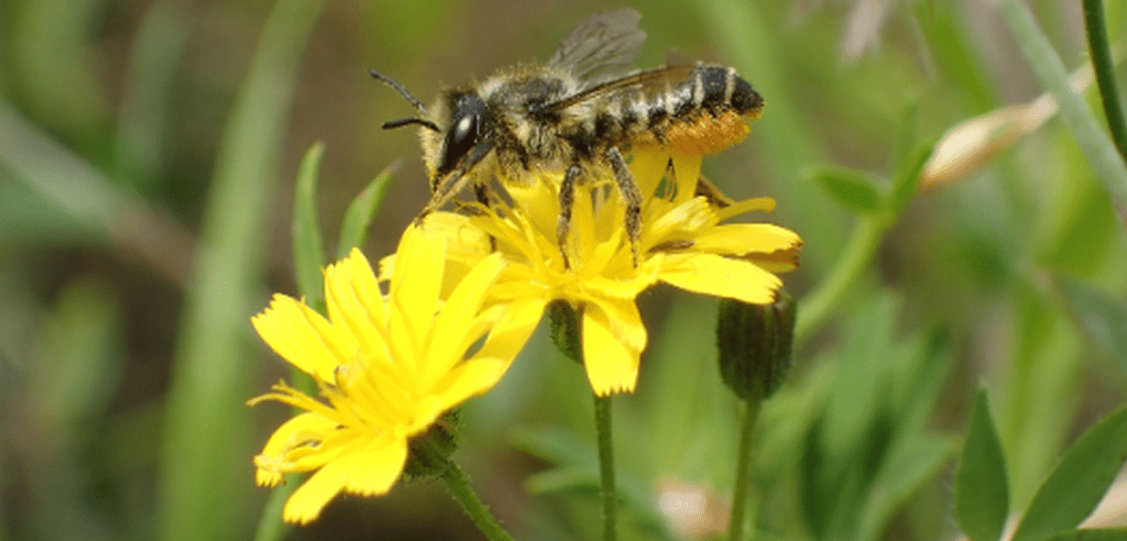 Ismerjük fel a beporzó rovarokat a kertünkben! – A méhfélék II.