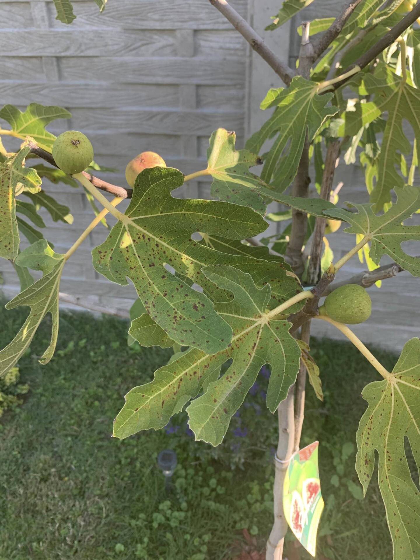 Pöttyösek lettek a fiatal fügefa levelei. Hogyan kezeljem a fát a ...