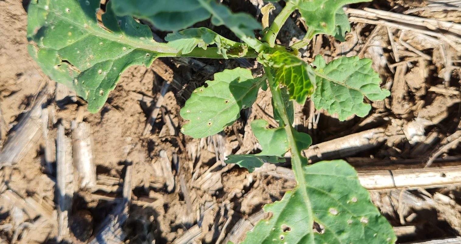 Bolhák és darazsak veszélyeztetik a repcét