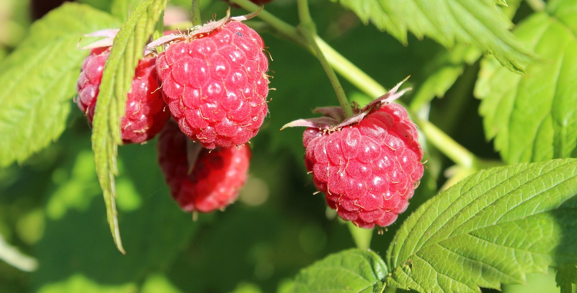 Málna metszése során mire ügyeljünk?