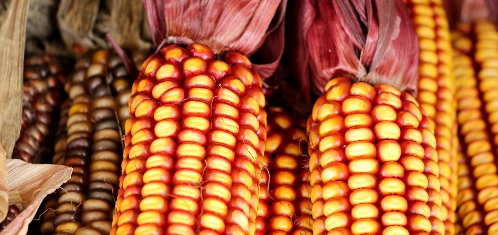 Franciaország nagyobb kukorica- és cukorrépa-termésre számít