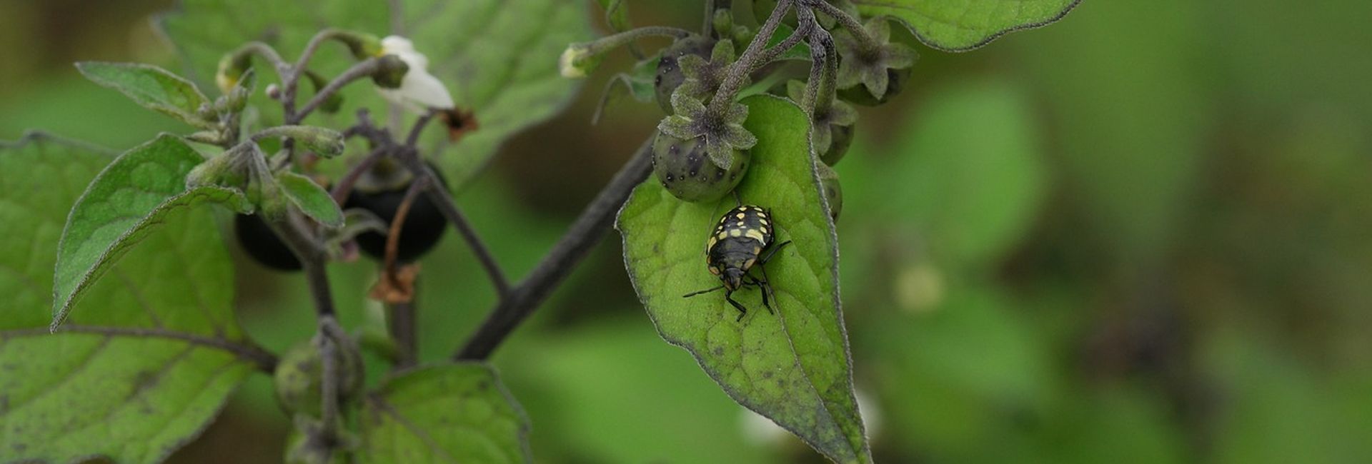 Poloska elleni védekezés a kertben - Agrofórum Online