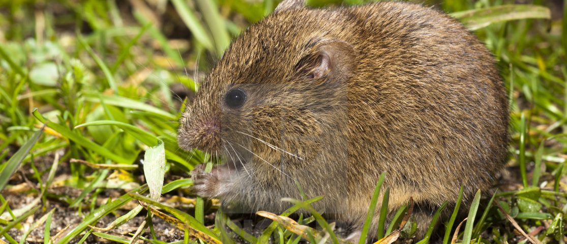 Csak a lakott járatokban irtsuk a mezei pockokat!