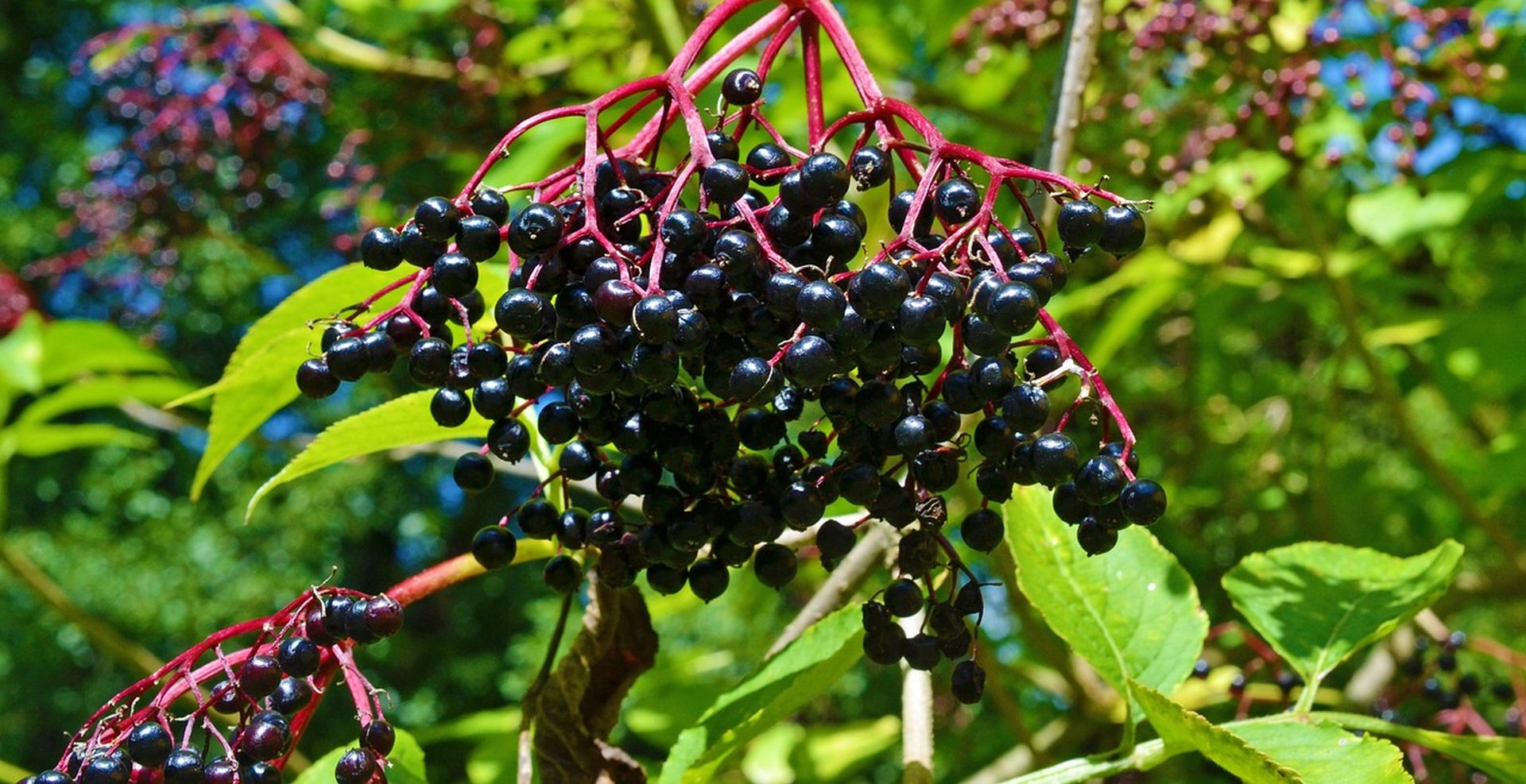 Milyen levélbetegség támadta meg a bodzát?
