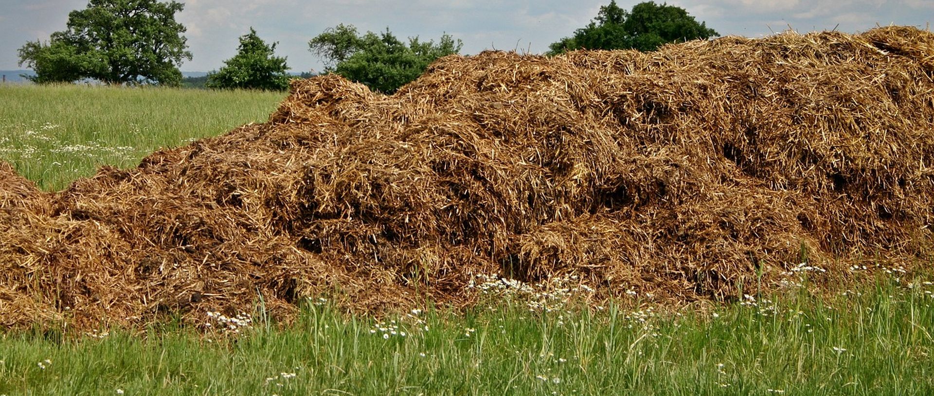 Szervestrágya-kijuttatás: szarvasmarhatrágya
