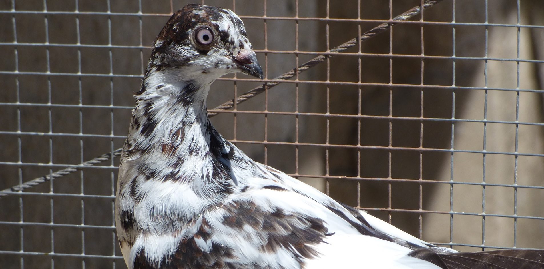 A húsgalamb-tenyésztés korszerűsítésének lehetőségei