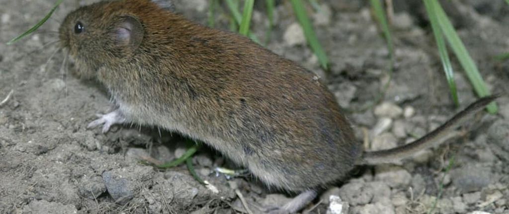 Hogyan védekezhetünk a gyümölcsösben a mezei pocok ellen?