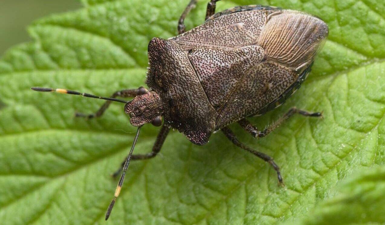Számíthat a poloskák őszi inváziójára? Egy térkép megmutatja
