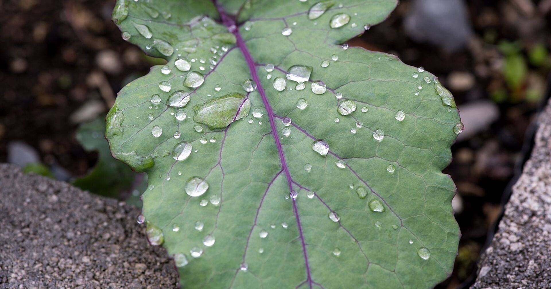 A karalábé levele nem kukába való