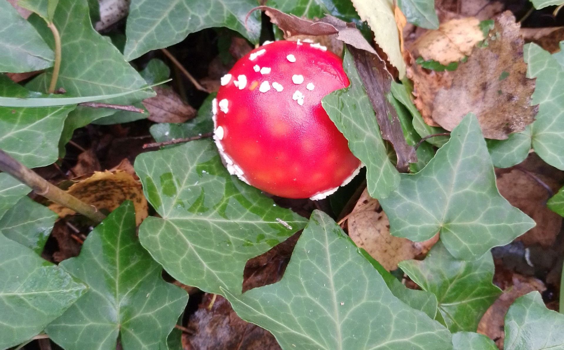 Mennyi gombát szedhetünk engedély nélkül?