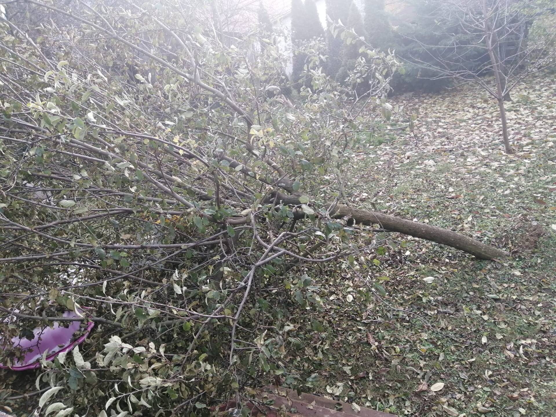 Hogyan menthető meg a kidőlt almafa?