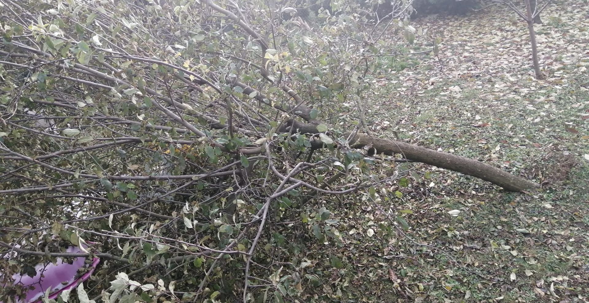 Hogyan menthető meg a kidőlt almafa?