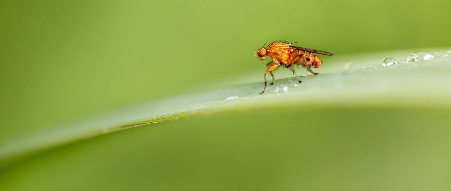 A pettyesszárnyú muslica elleni biológiai védekezés
