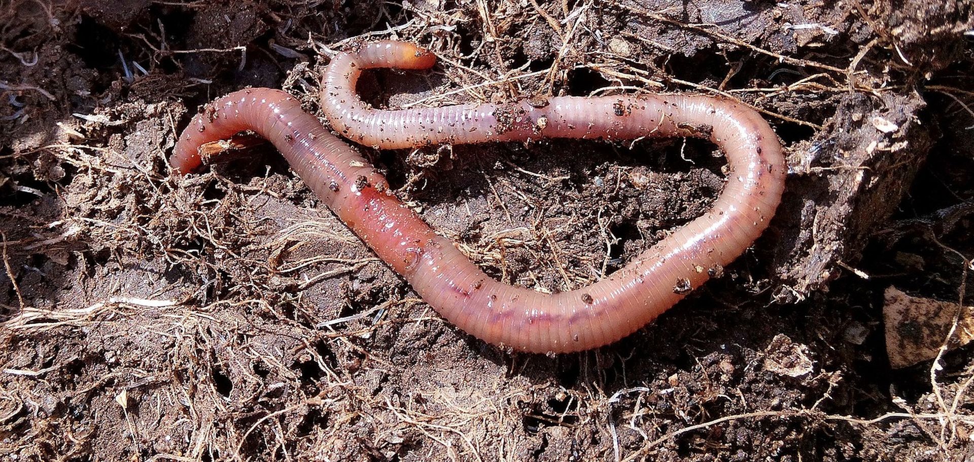 Miért fontos a magas humusztartalom a talajban?