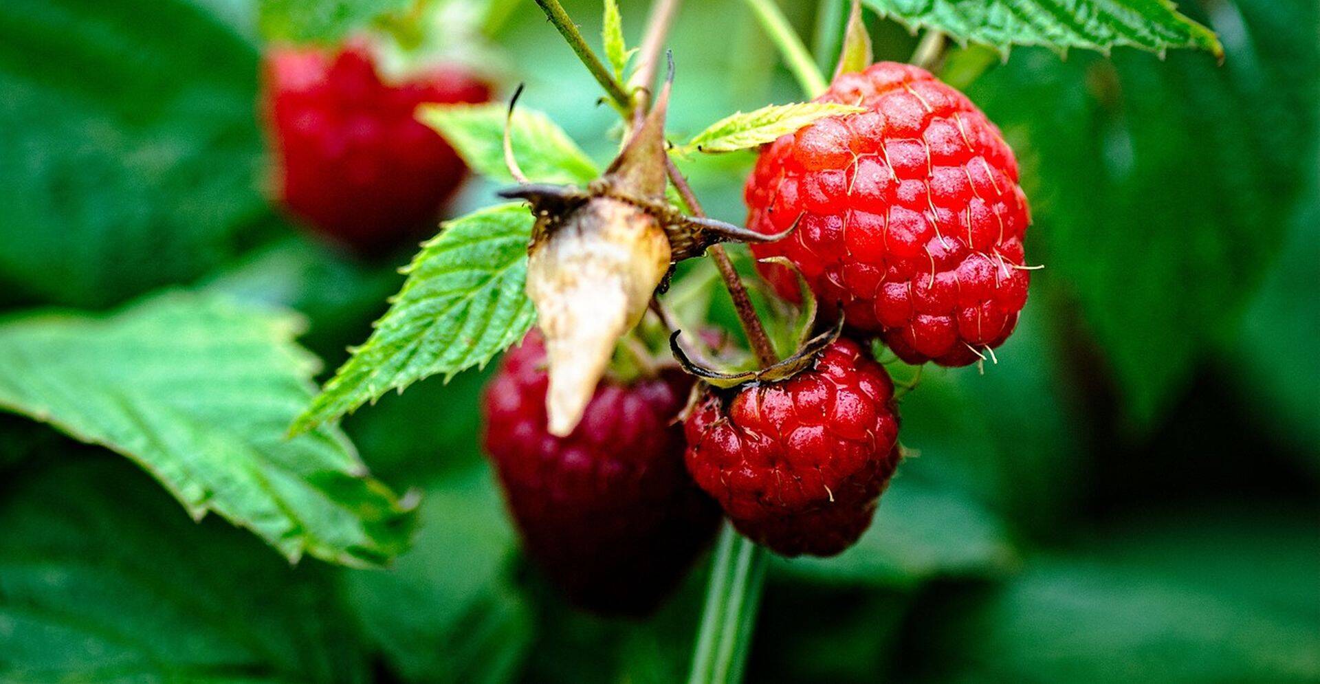 Ingyenesen képezhetik magukat a szeder- és málnatermesztők