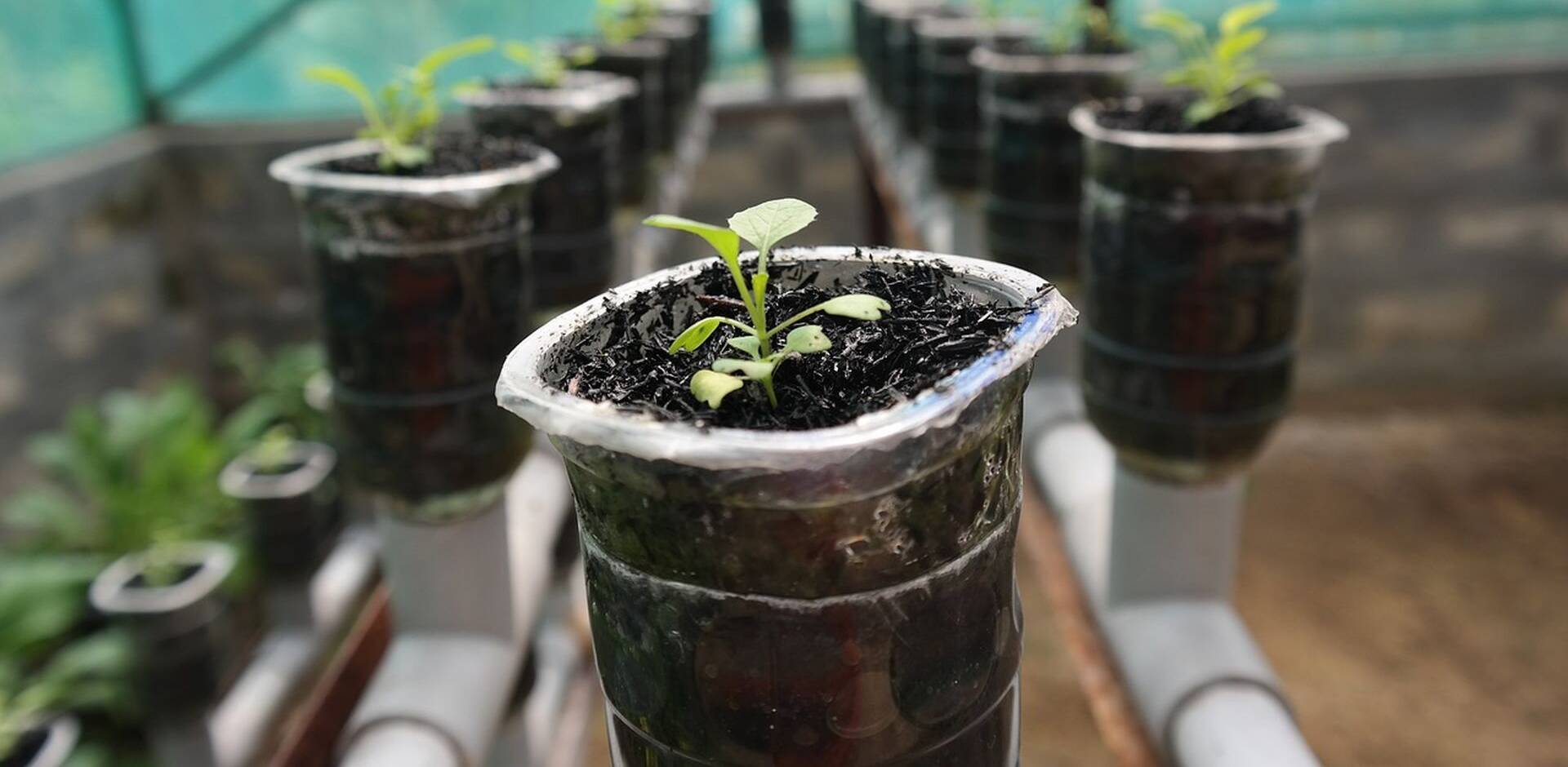 Az árammal stimulált „talaj” felgyorsítja a palánta növekedését