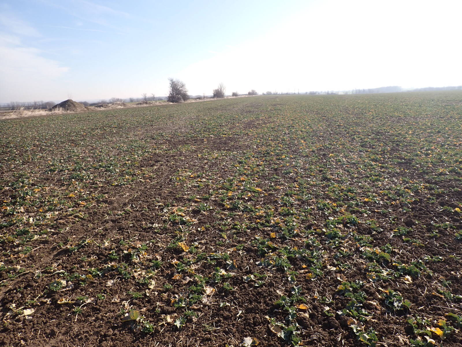 Ormányosbogarak a repcében: most lehet védekezni