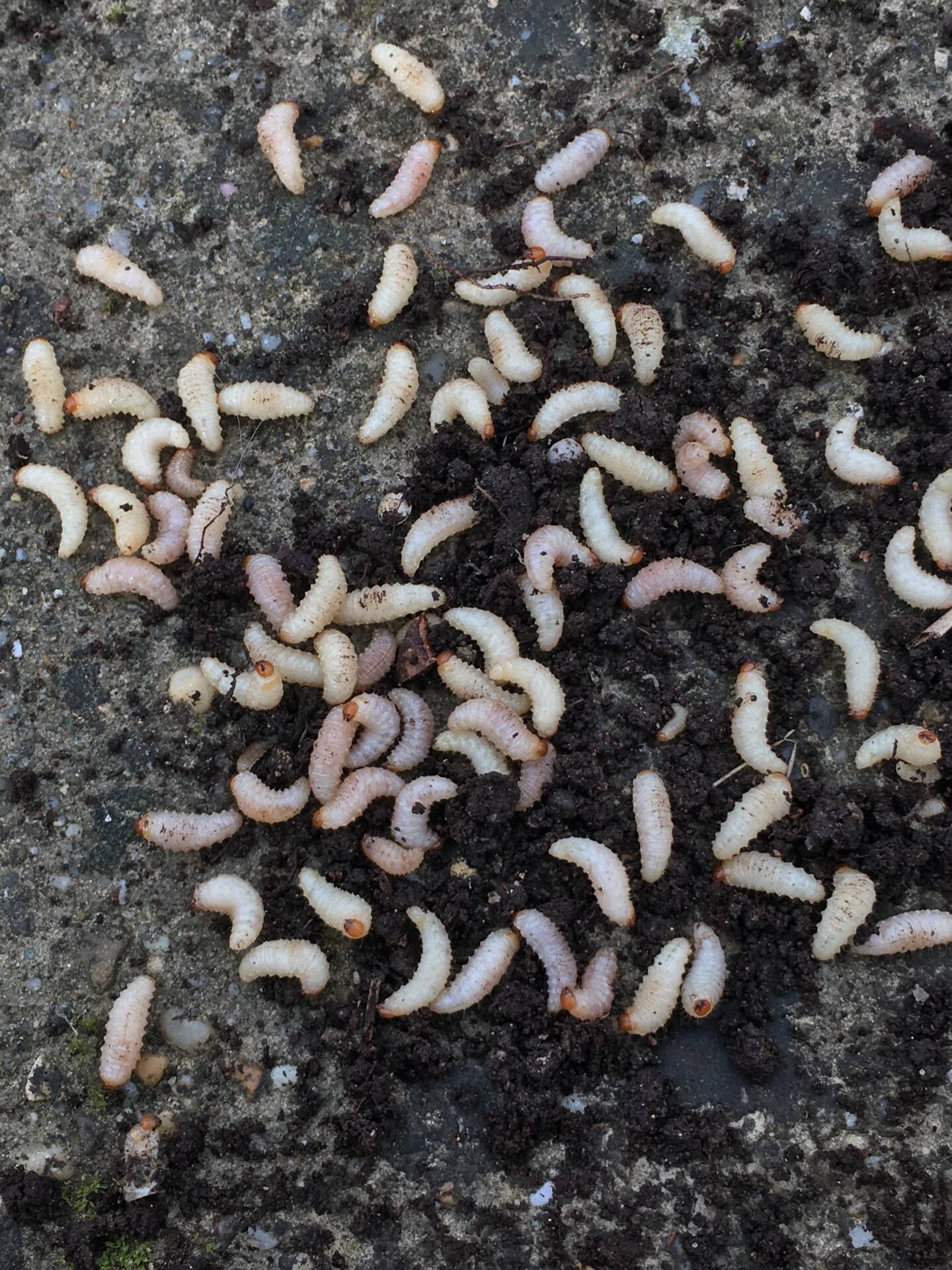 Vincellérbogár lárvái rághatták el a tűzeső gyökerét?