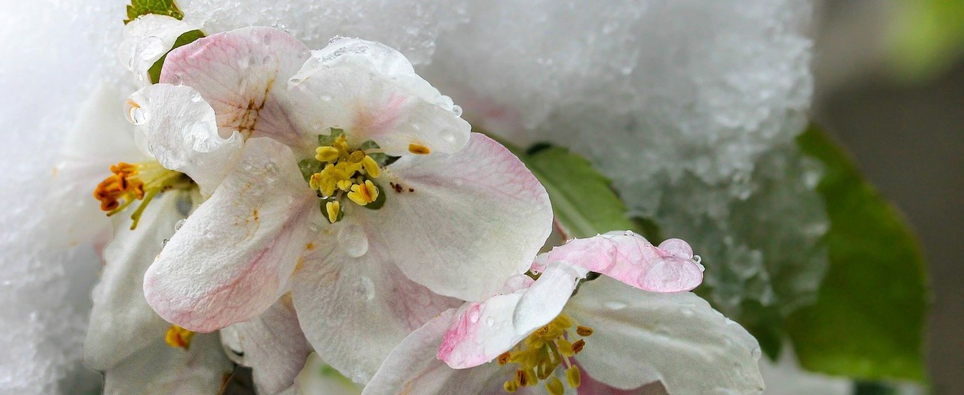 Enyhe tél után fagy: szinte teljesen tönkrement a gyümölcstermés