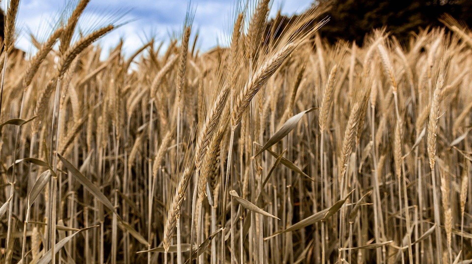 Kisebb lehet a gabona vetésterülete Franciaországban