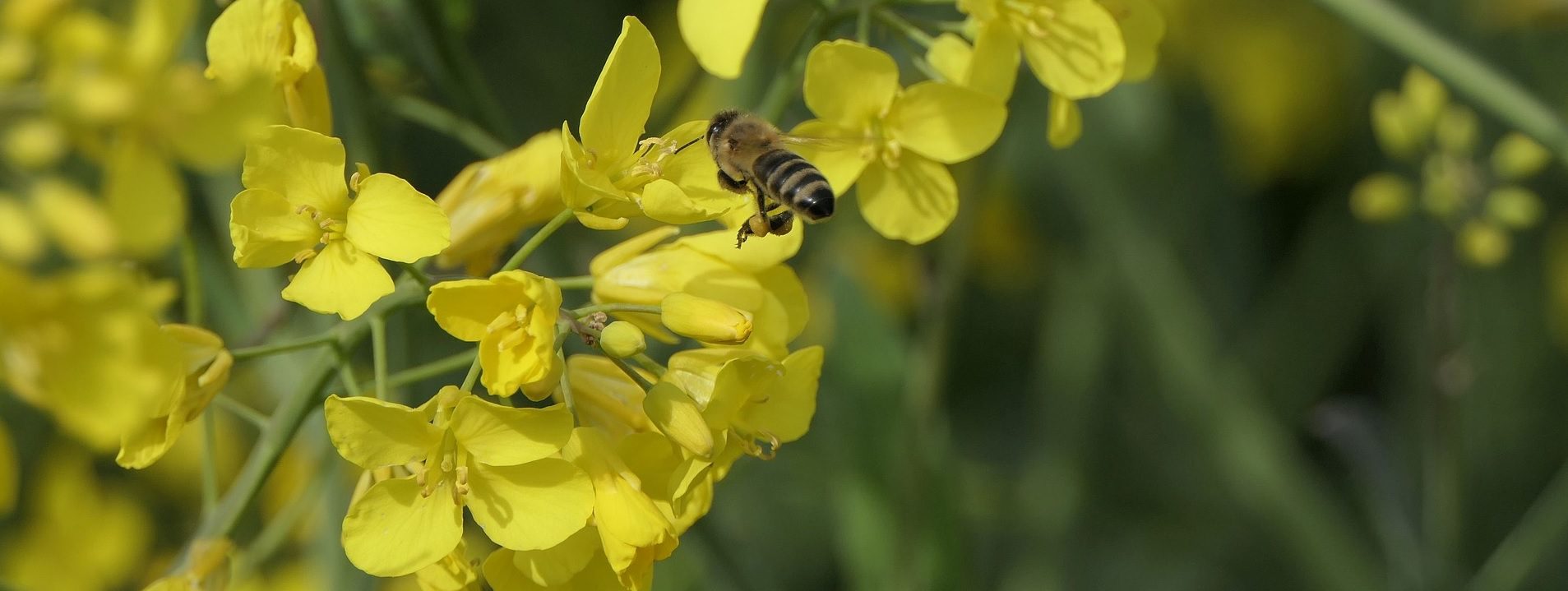 Ennyit változott a repce növényvédelme három évtized alatt