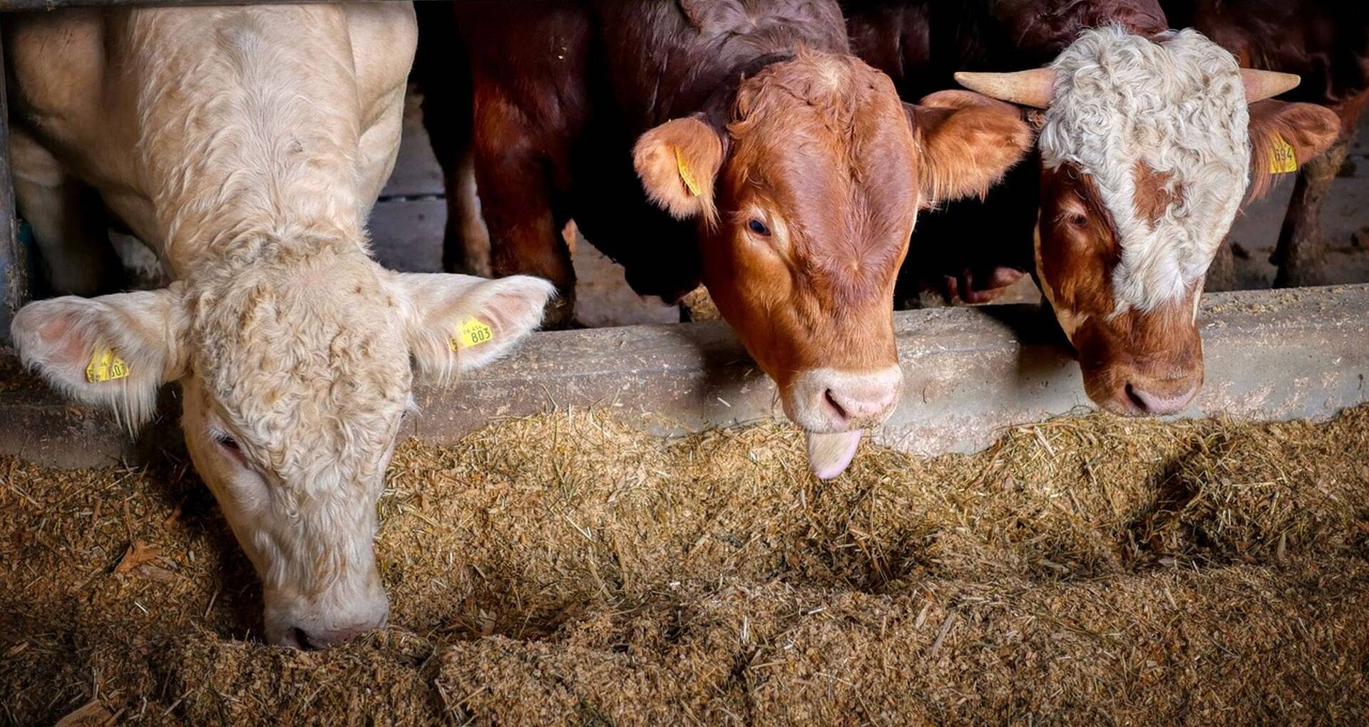 Automatikus szarvasmarha istálló üzemeltetése a gyakorlatban