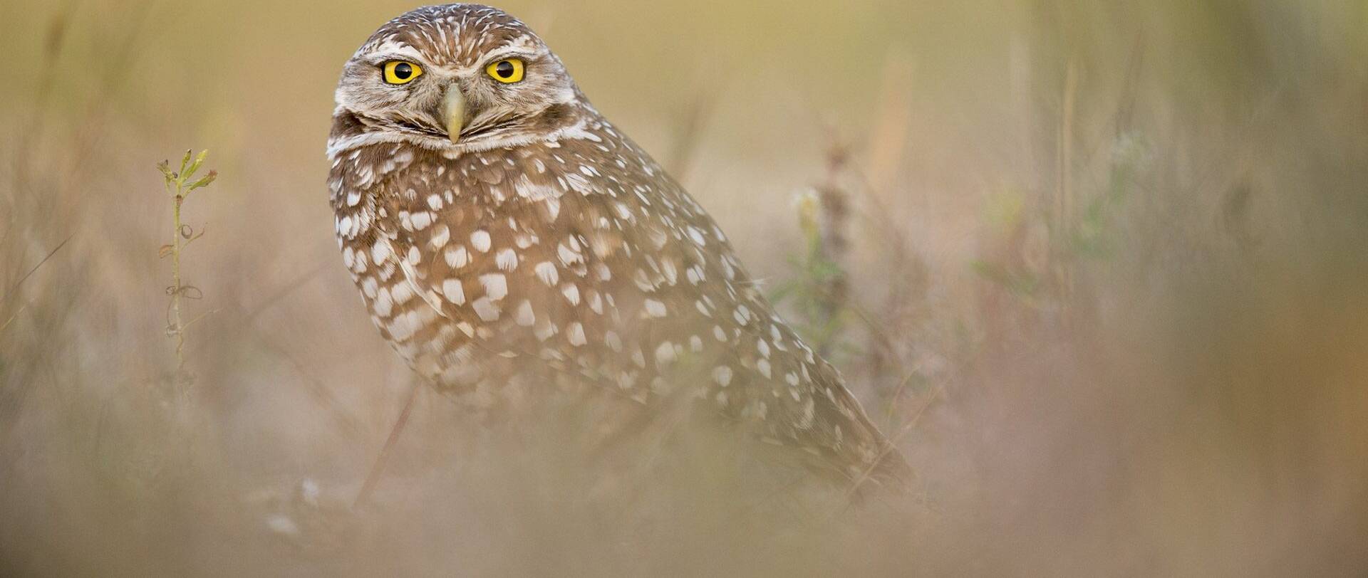 Használjunk T fákat a szántóföldi rágcsálóirtáshoz!