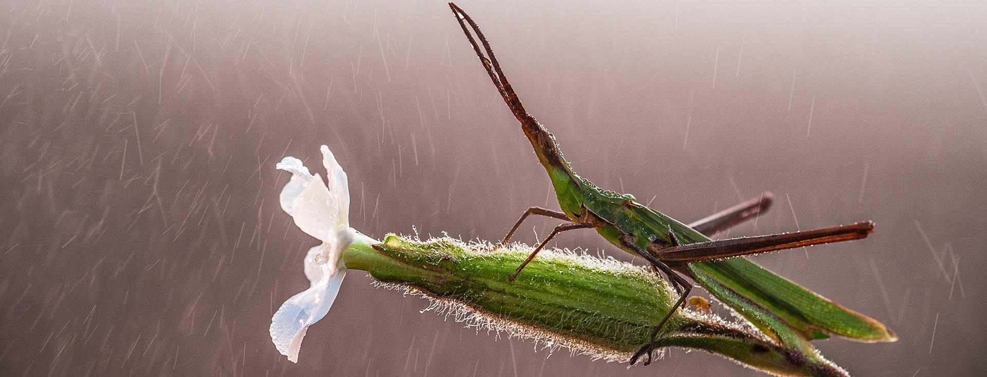 Európa unikális rovara, a sisakos sáska