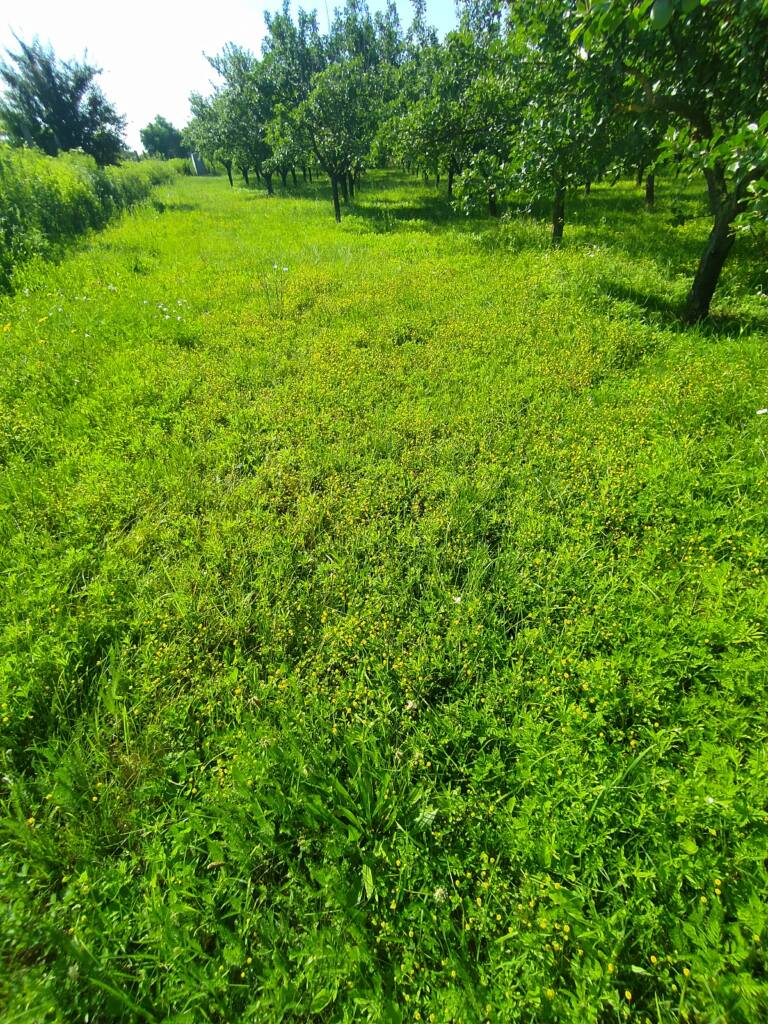 Beporzó rovarok védelme