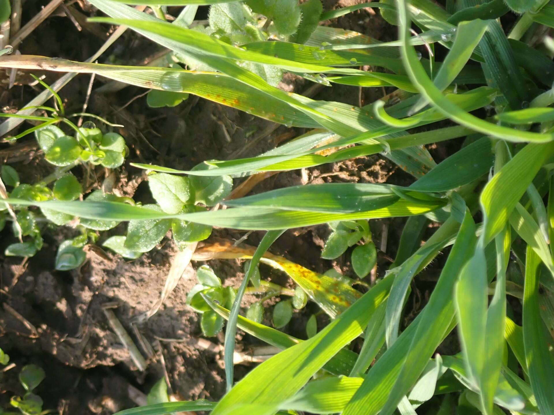 Bajban az őszi árpa